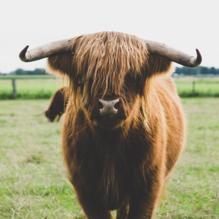 Highland Cow Horns (history, purpose, and more)