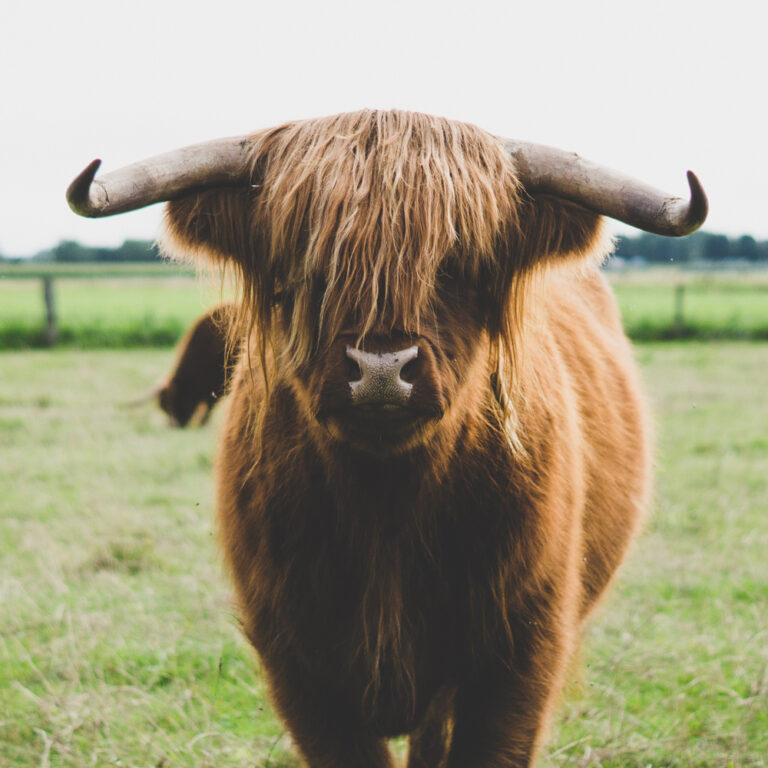 Highland Cow Horns (history, purpose, and more)