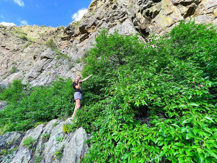American Wild Plum Tree (Colorado Wild Plums)